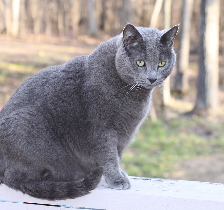 How To Get Your Fat Cat Moving Amherst Veterinary Hospital How To Get Your Fat Cat Moving Amherst Veterinary Hospital
